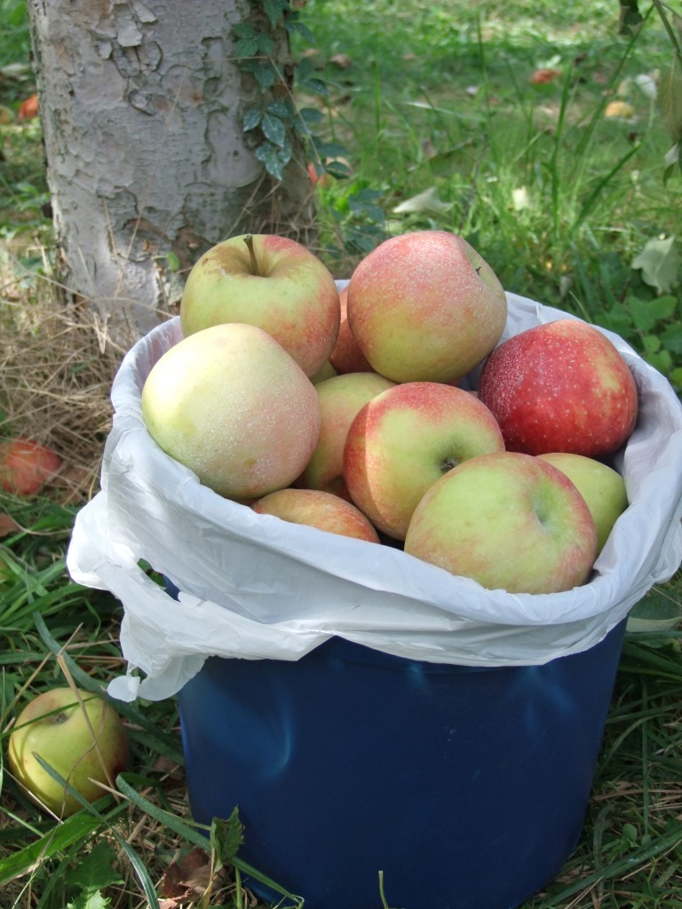 Apple Crisp – Farm Fresh And Active
